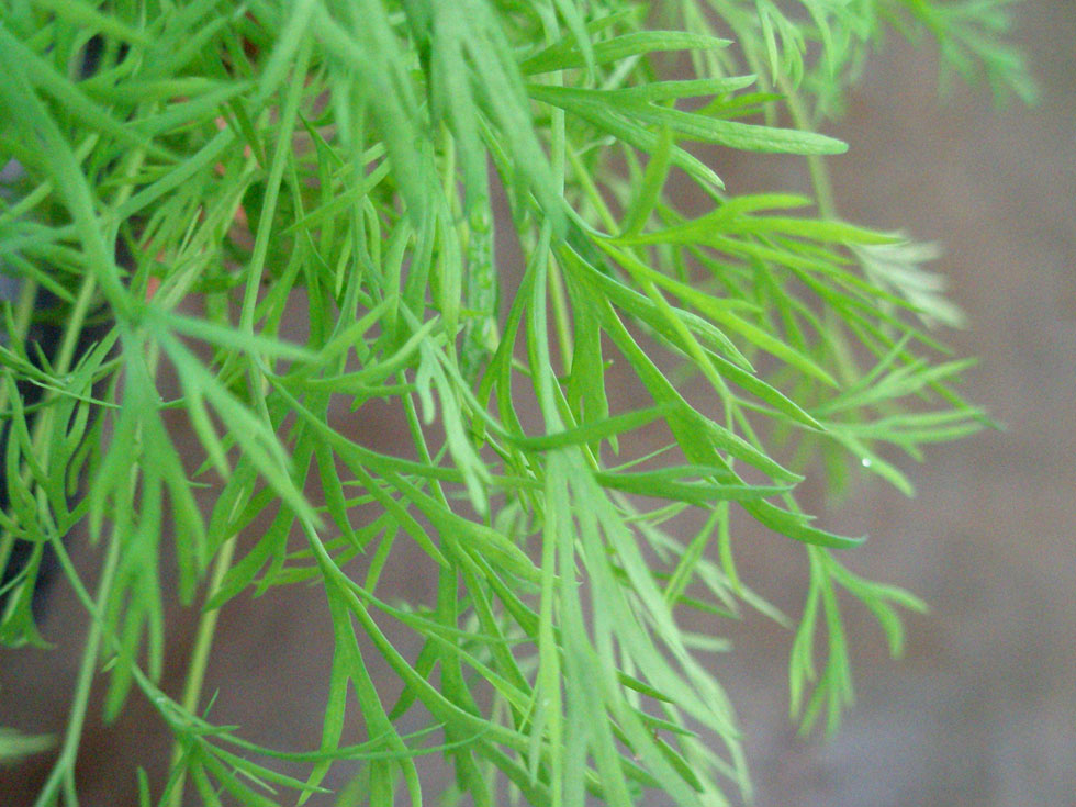 Galleri – Kodials Grönsaker – Kodialin vihannekset